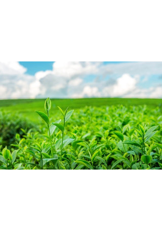 Sample Agriculture Business Plan - 40+ IN PDF | MS Word